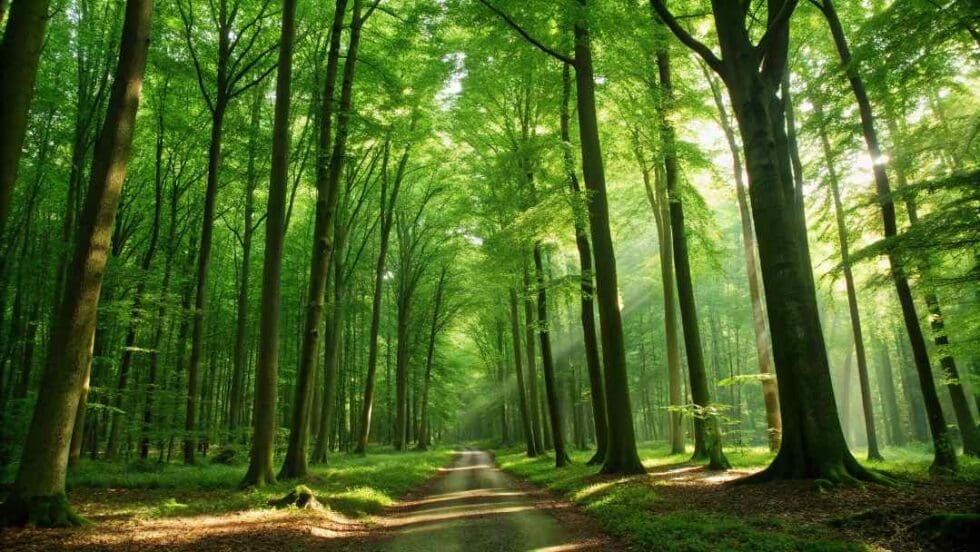 Protection des arbres centenaires : lois et actions à connaître